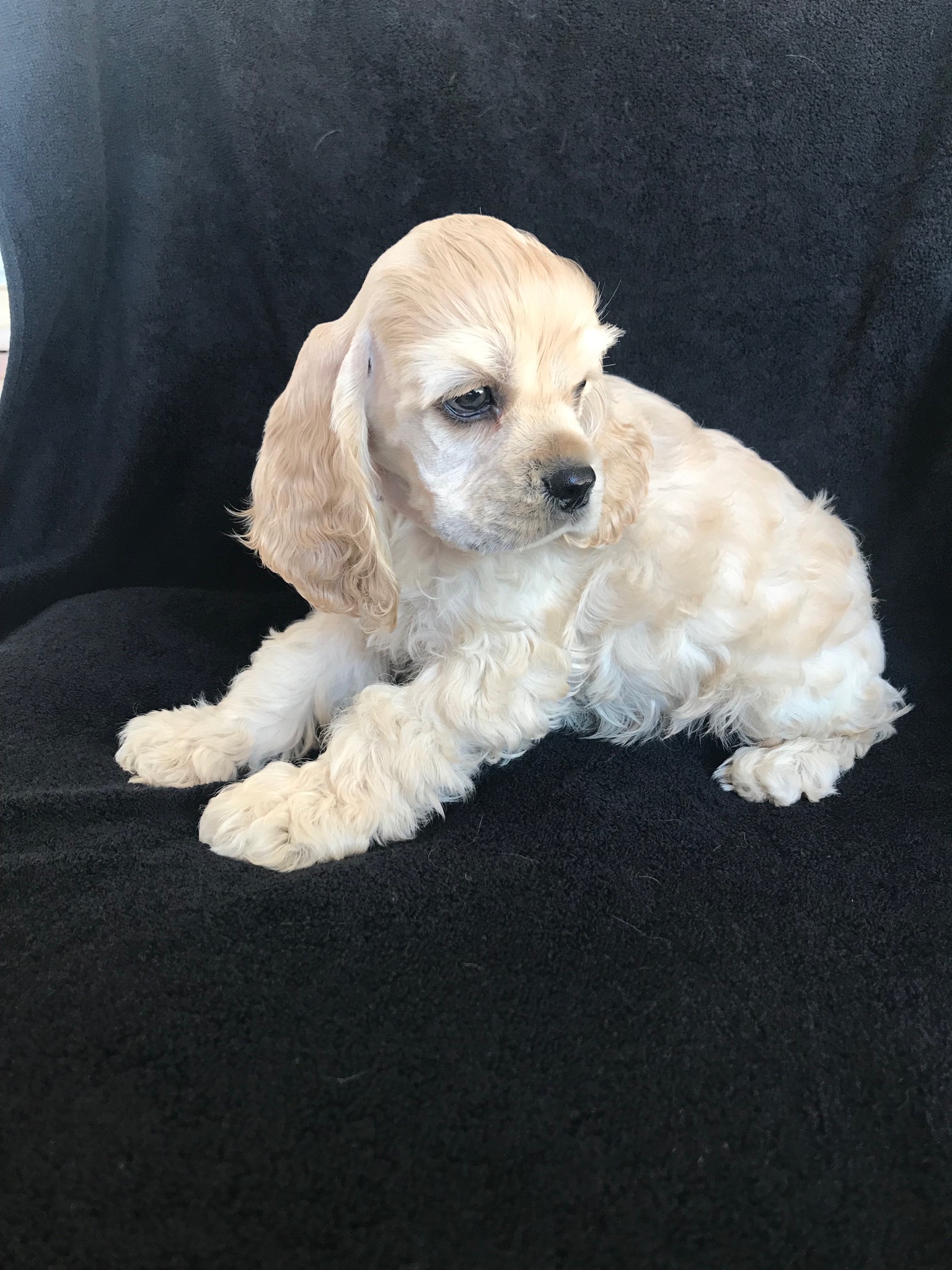 Cocker Spaniel Puppies For Sale In Louisiana Acadias Cockers