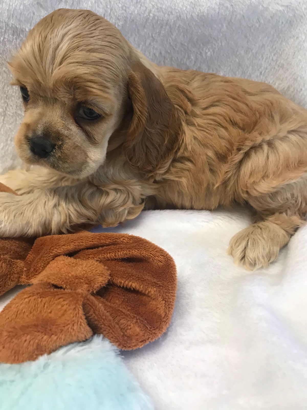Cocker Spaniel Puppies For Sale in Louisiana | Acadia's Cockers
