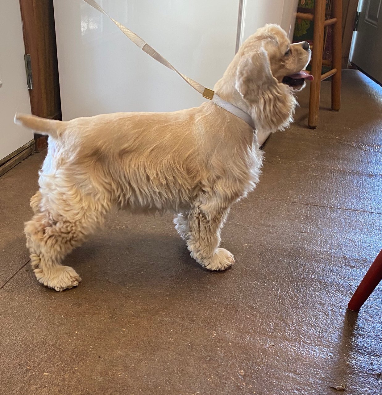 Cocker Spaniel Puppies For Sale in Louisiana | Acadia's Cockers