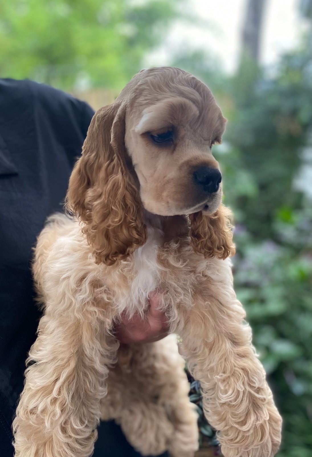 Cocker Spaniel Show Dog Breeder in Louisiana | Acadia's Cockers