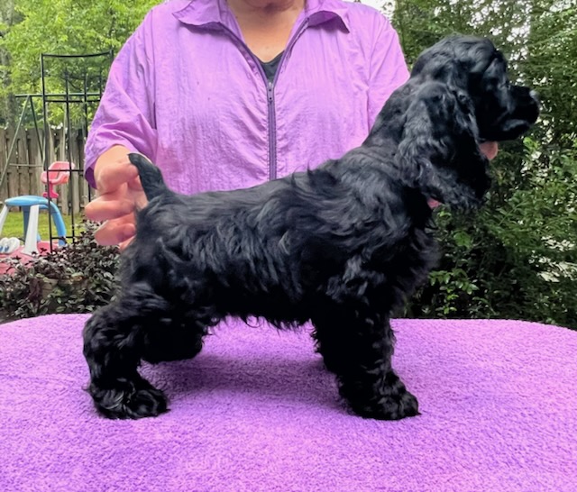 Cocker Spaniel Puppies For Sale In Louisiana Acadias Cockers