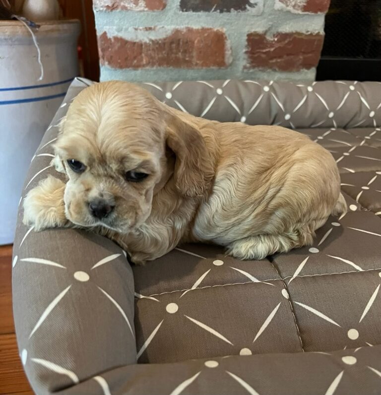 Cocker Spaniel Puppies For Sale in Louisiana | Acadia's Cockers