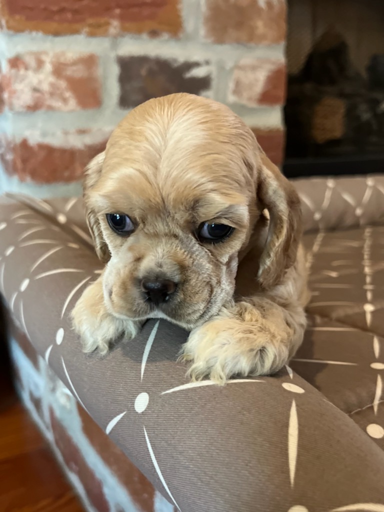 Cocker Spaniel Puppies For Sale in Louisiana | Acadia's Cockers