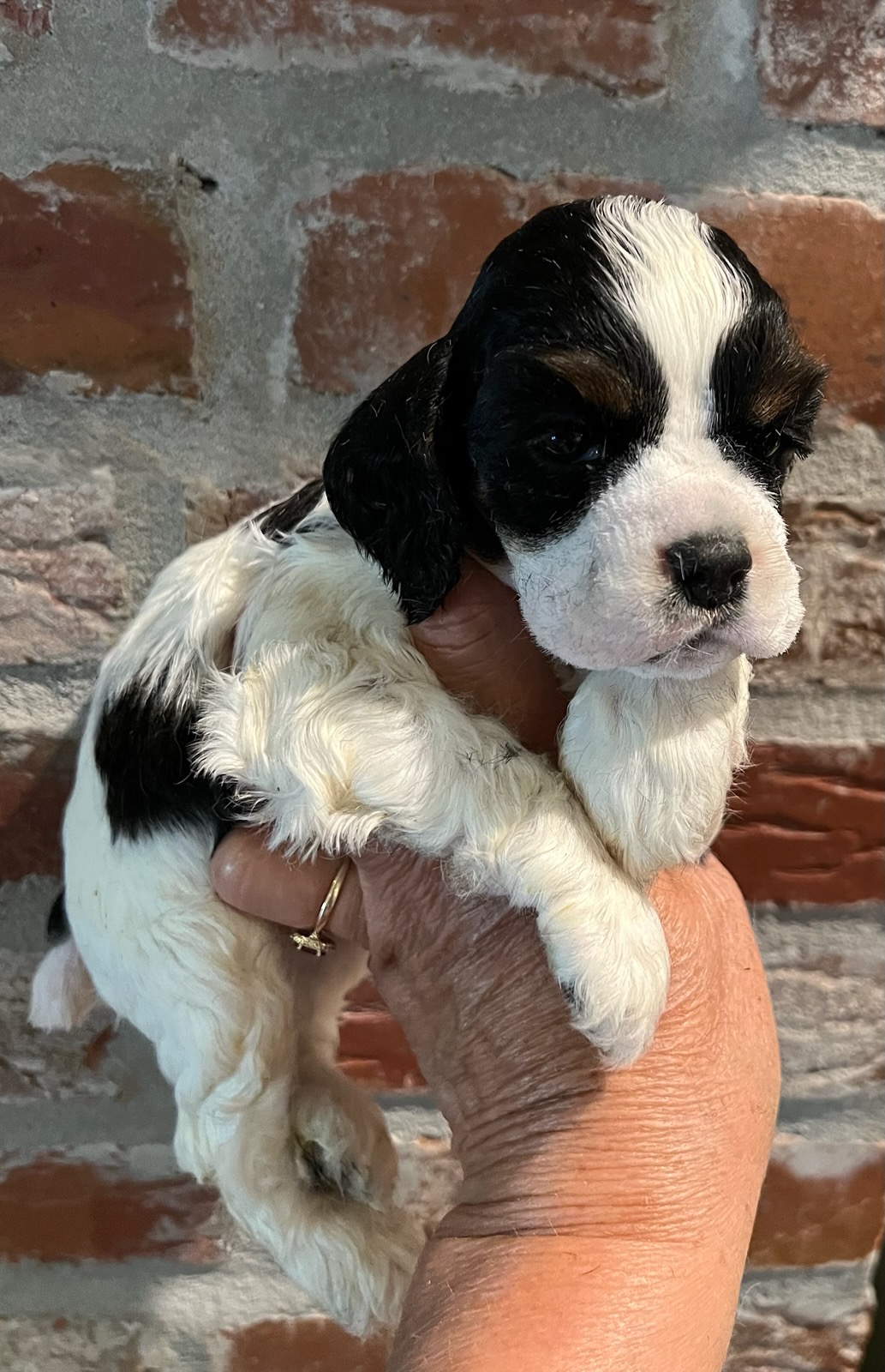 Cocker Spaniel Puppies For Sale in Louisiana | Acadia's Cockers