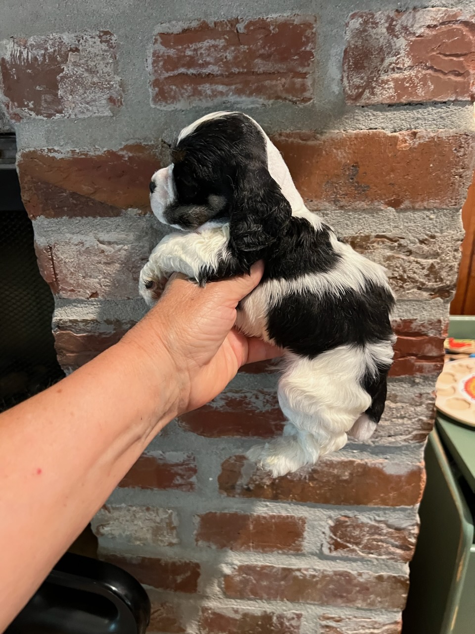 Cocker Spaniel Puppies For Sale in Louisiana | Acadia's Cockers