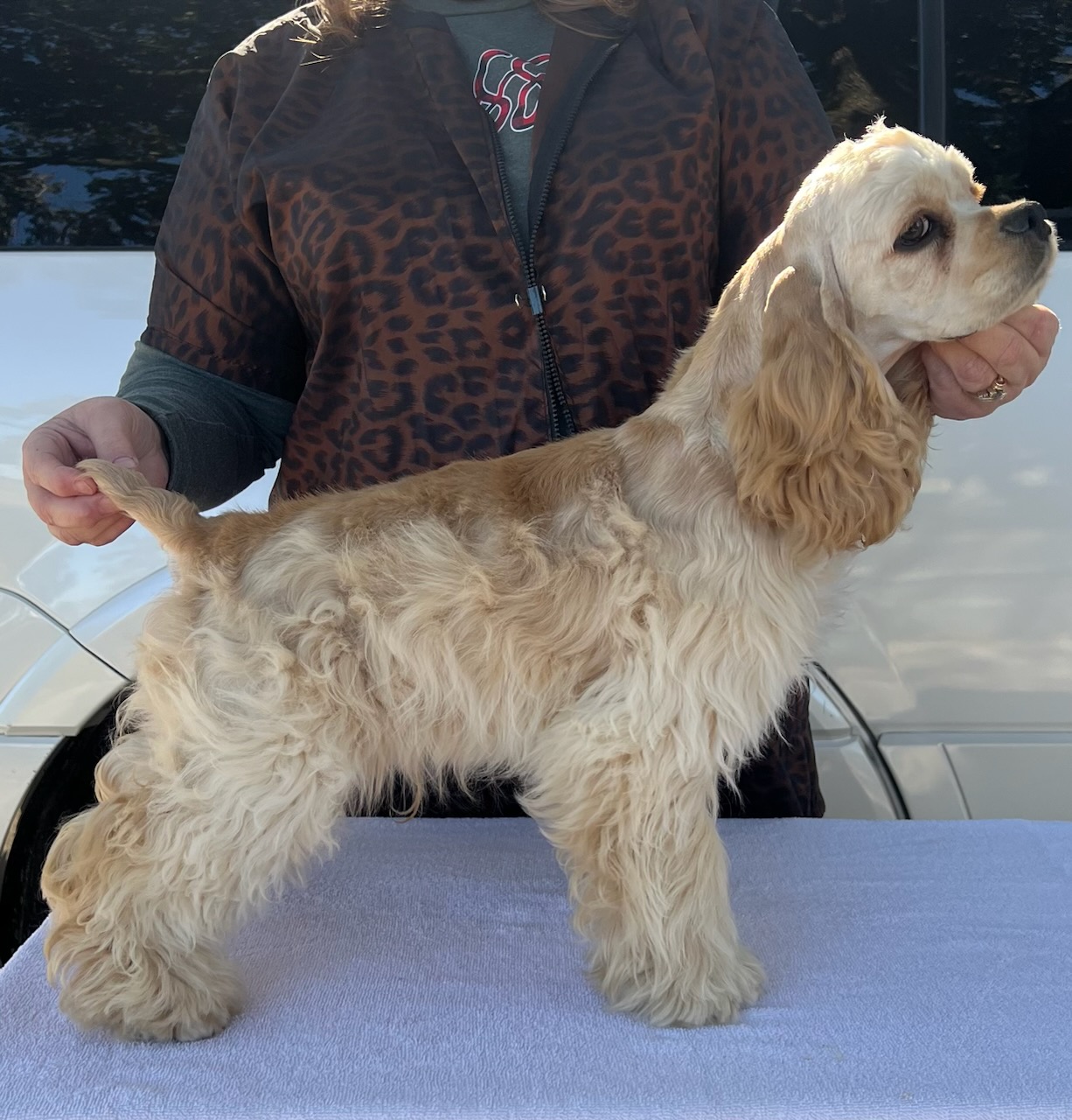 Cocker Spaniel Show Dog Breeder in Louisiana | Acadia's Cockers