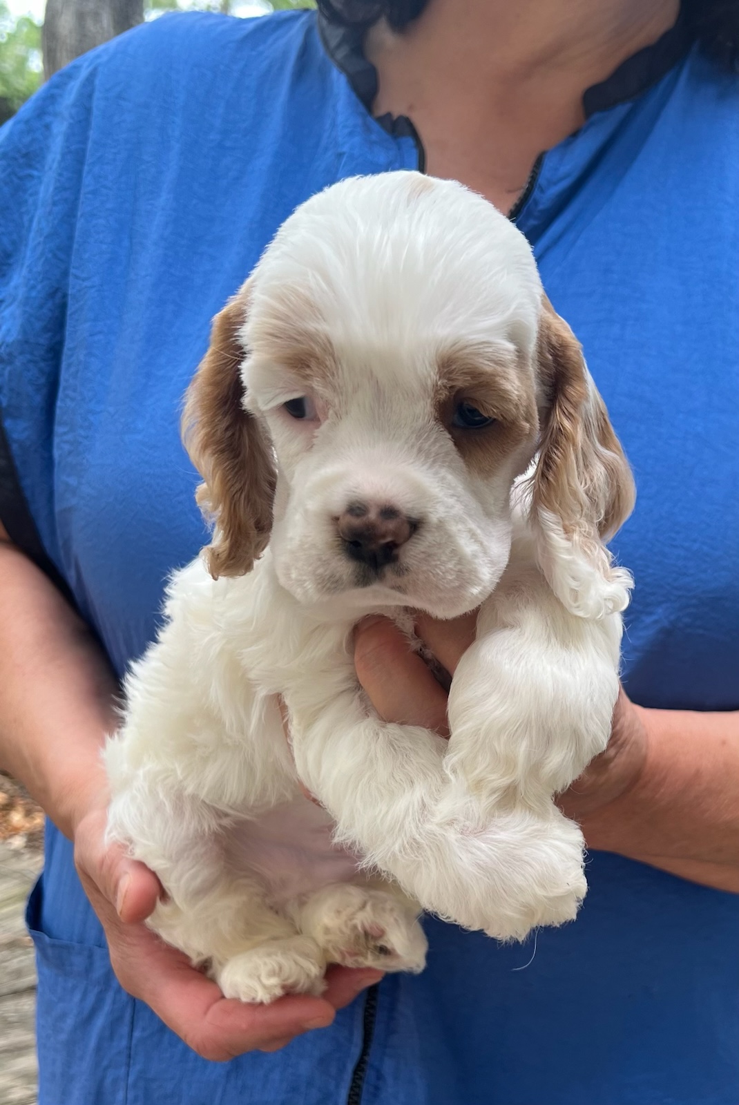 Cocker Spaniel Puppies For Sale in Louisiana | Acadia's Cockers